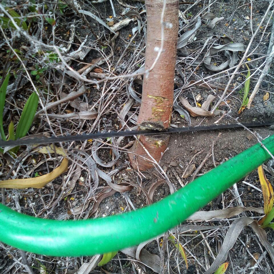 Tackling the Plain’s alien plant infestation - Agulhas Biodiversity ...
